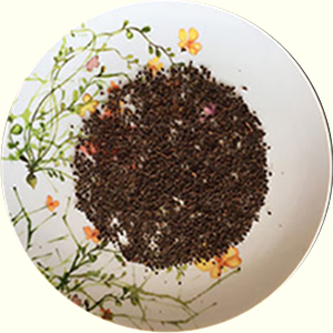 HISTORY AND STORY – NUCIFORA TEA ESTATE